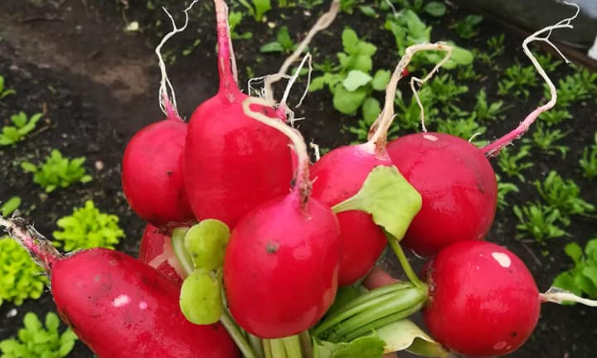 Všetko rastie | Mestská Farma Bratislava